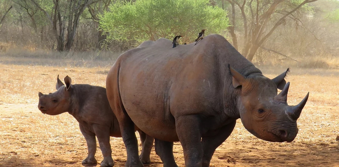 Kifaru Memory, circuit Safari en Tanzanie - Memory Safaris