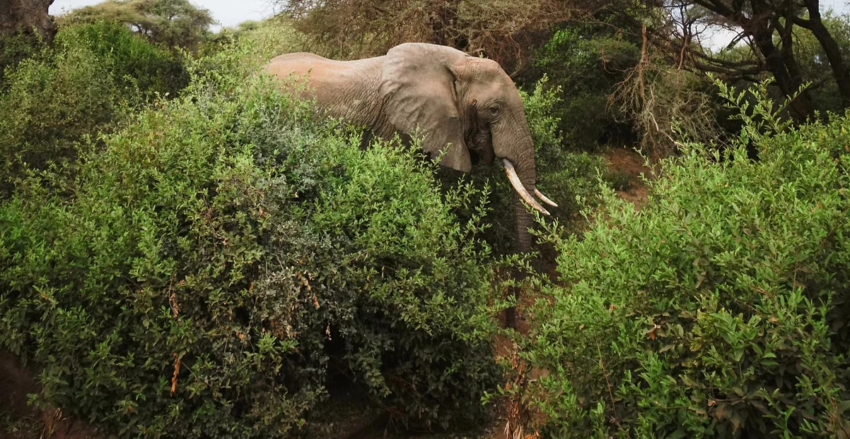 Tembo Memory - Memory Safaris